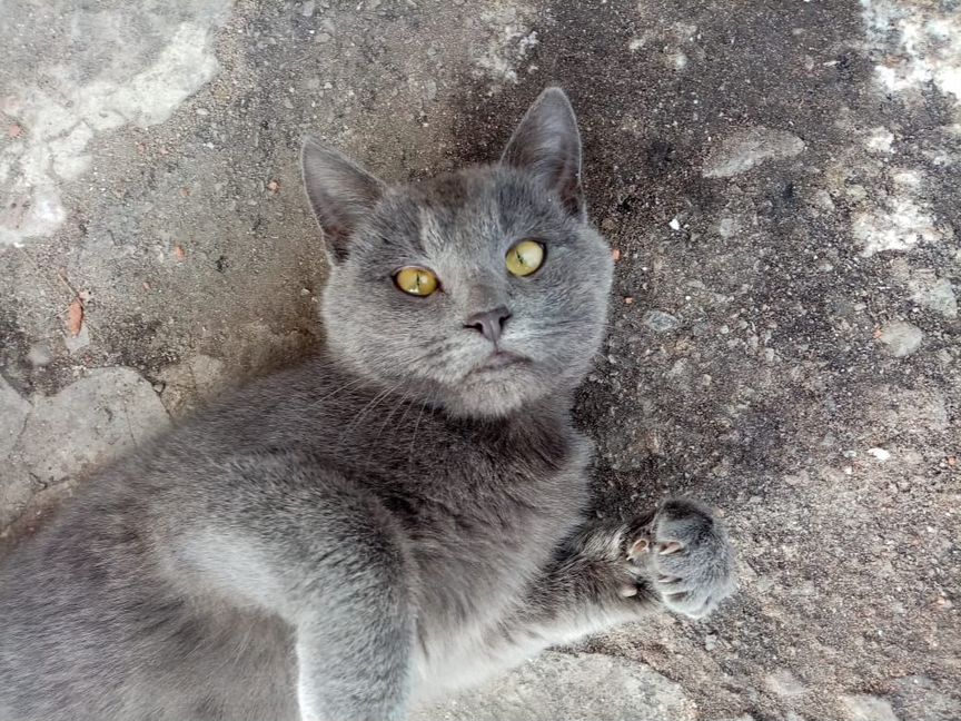 Кошечка британская