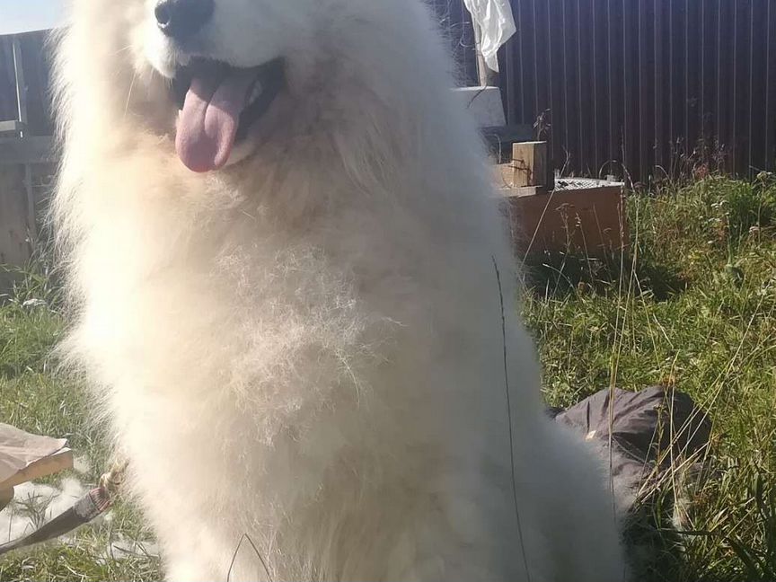 Самоедская собака