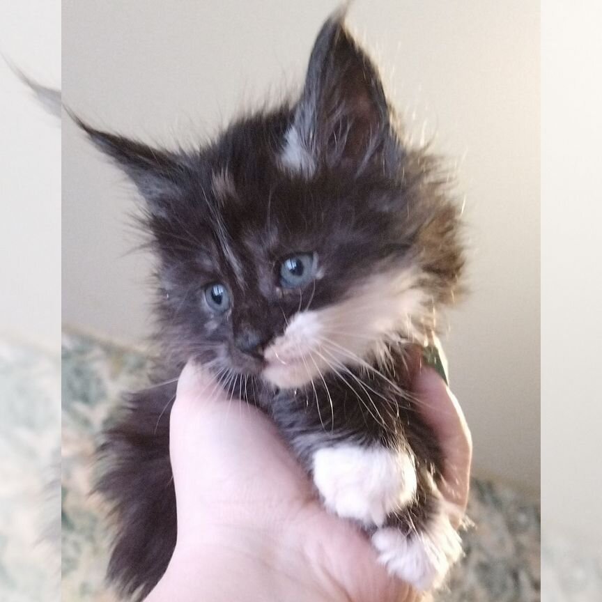 Мейн-кун котёнок