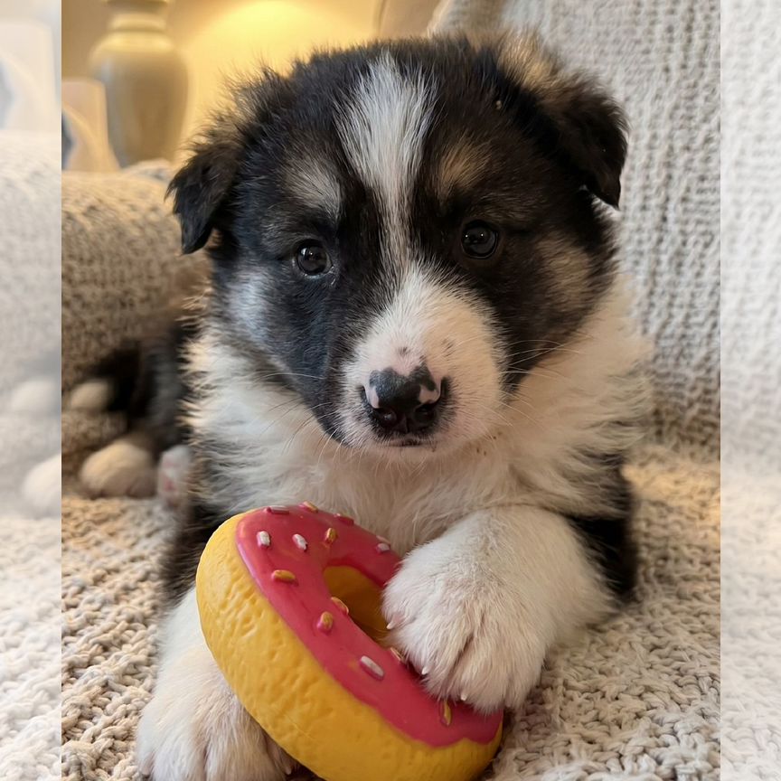 Щенок в добрые руки