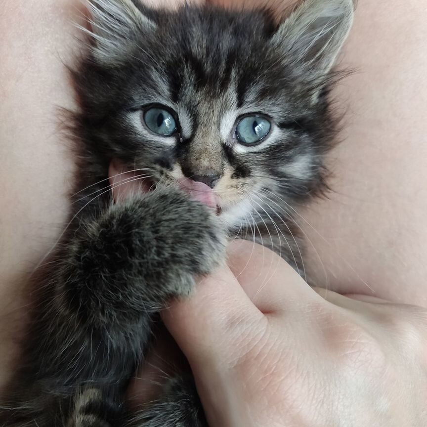 Котодети в добрые руки