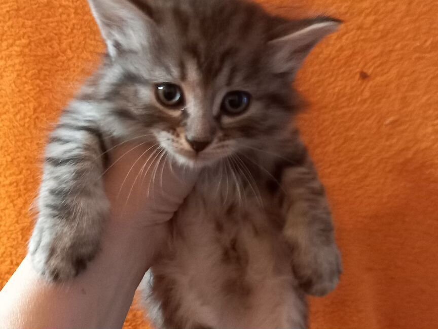 Сибирский котик