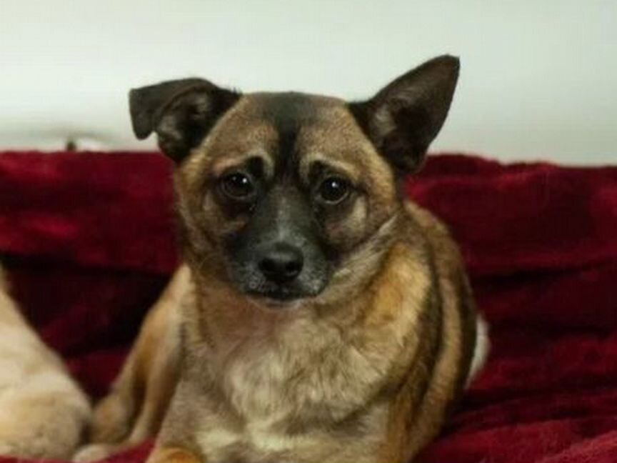 Малыш Амурчик в поисках дома