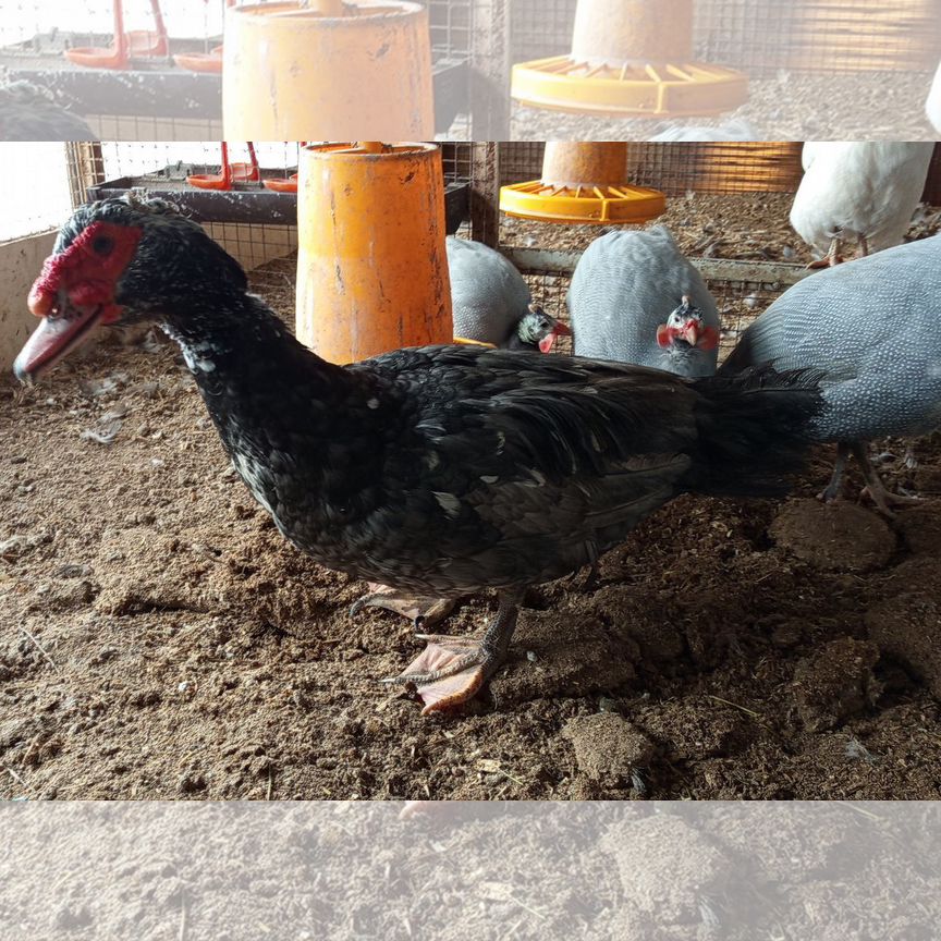 Мускусные утки тяжелой линии(индоутки)