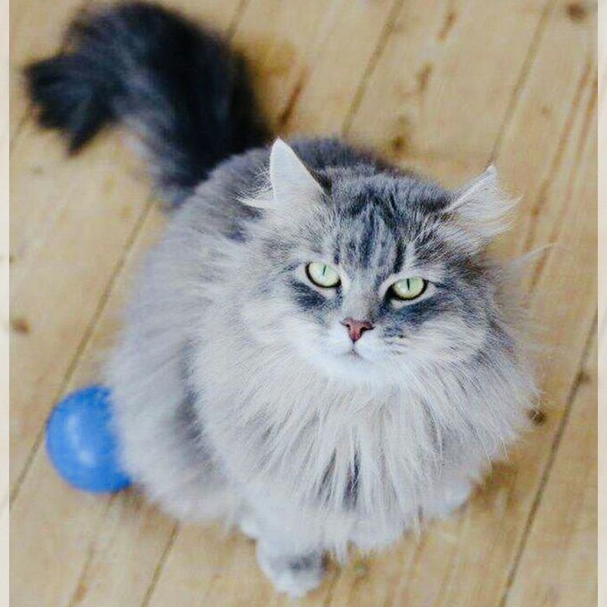 Сибирский, взрослый кот