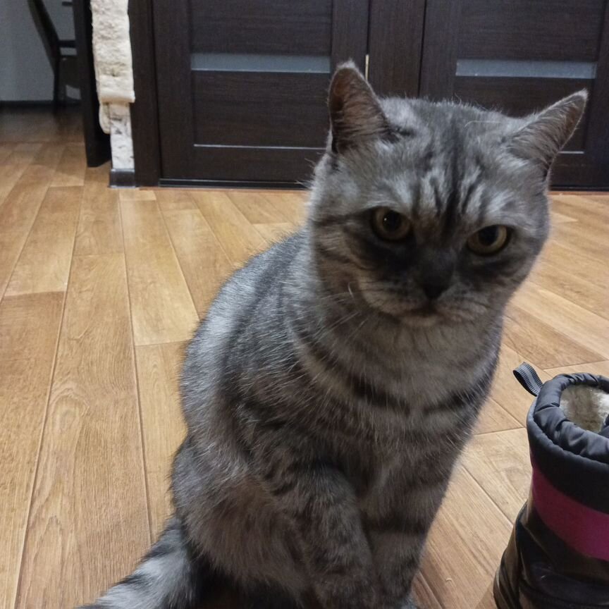 Британские котята бесплатно