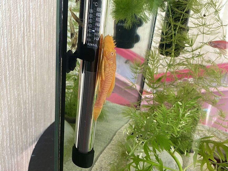 Сом анцитрус девочка