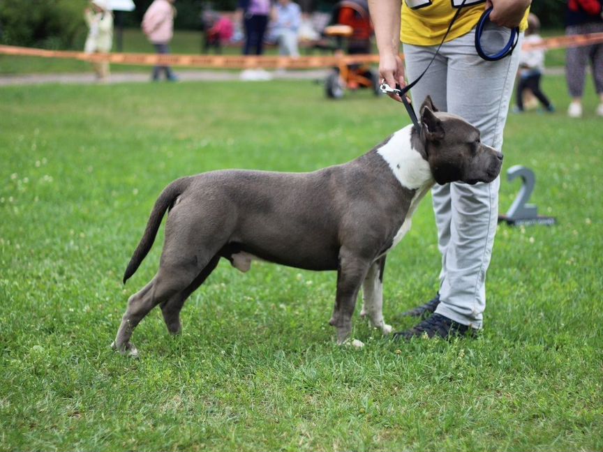 Вязка кобель американский стафф терьер. ч. р