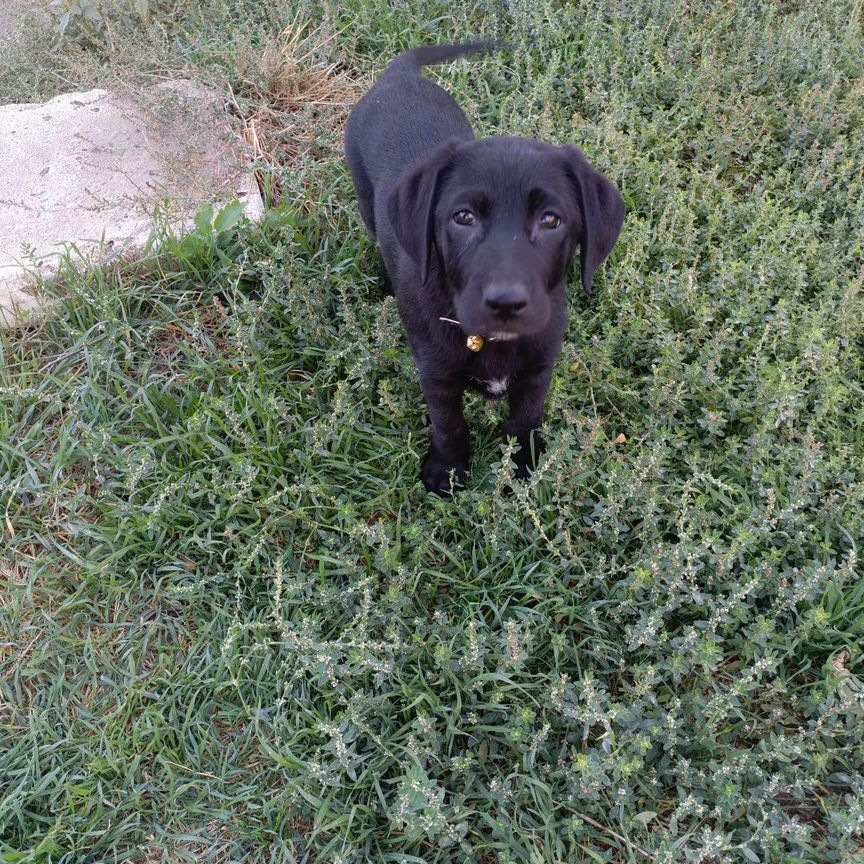 Щенок в добрые руки