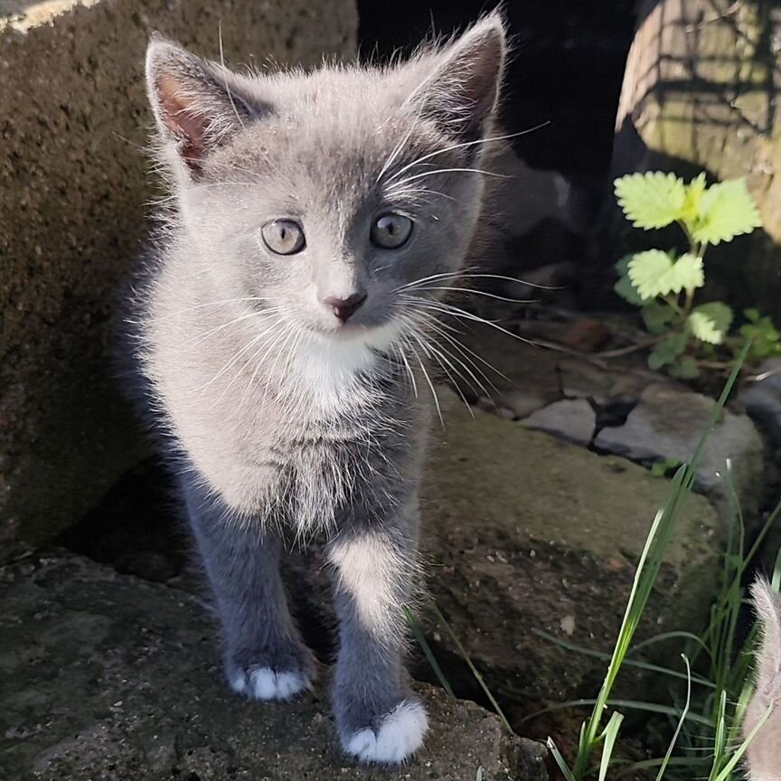 Котёнок в добрые руки