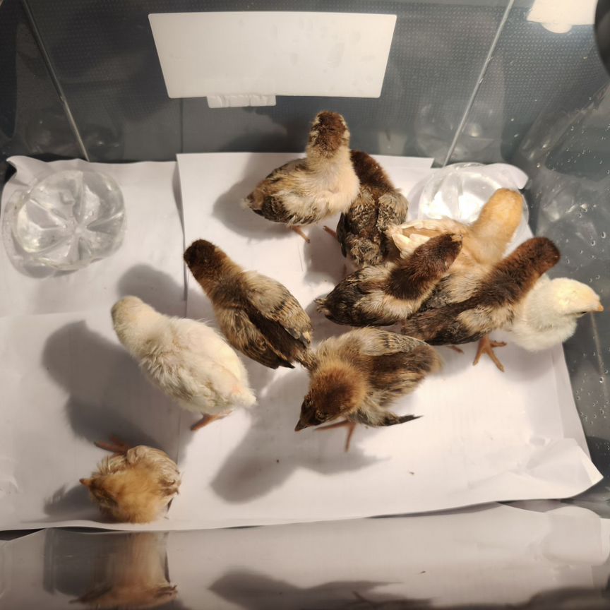 Цыплята несушки