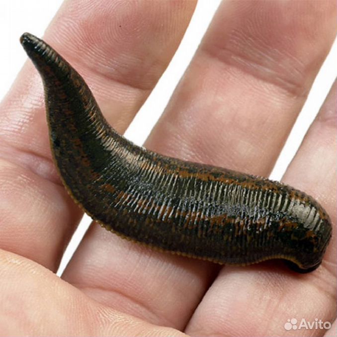 Пиявка медицинская