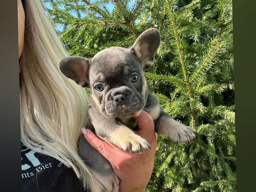 Французский бульдог