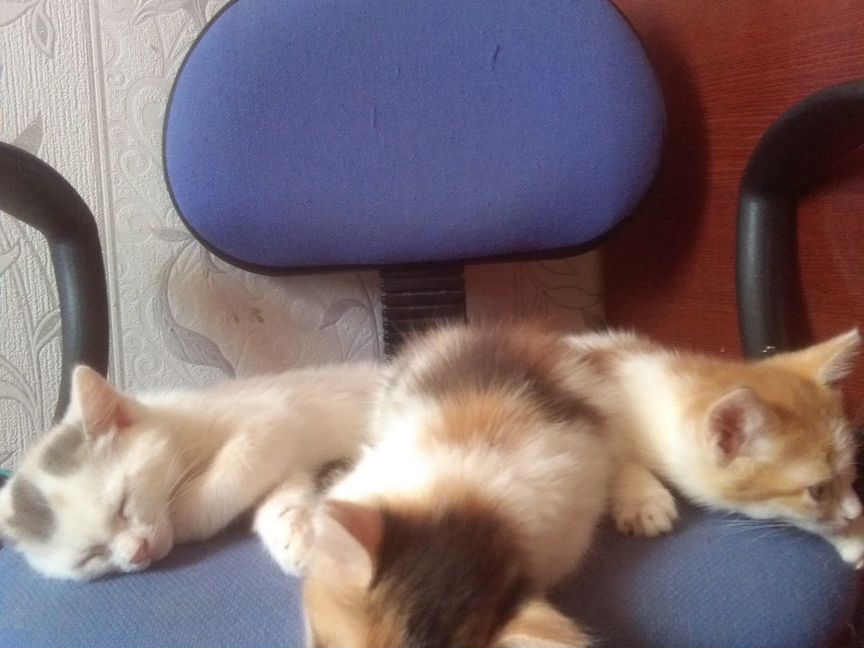 Котята Белка, Муся и Лёха(рыжий)