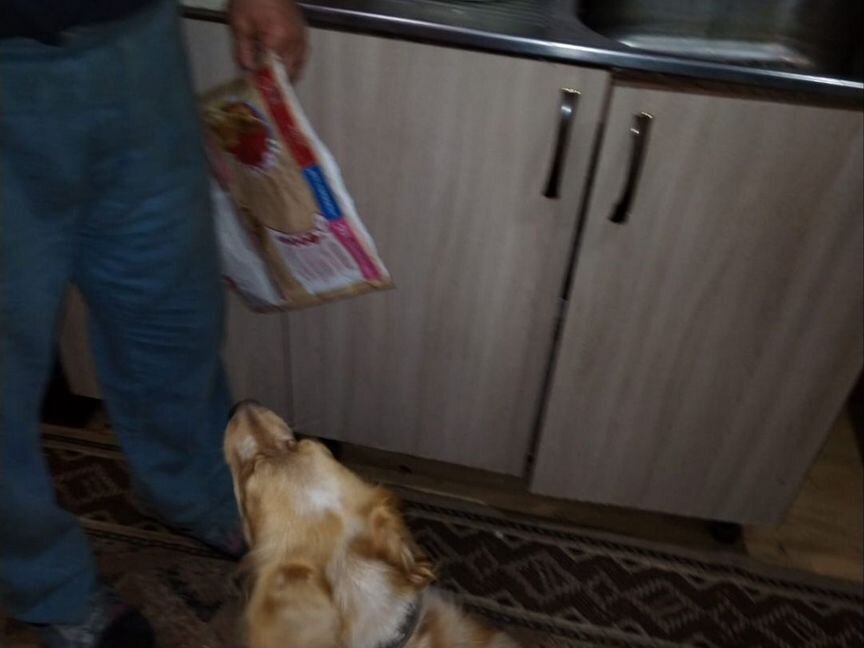 Найден Русский охотничий спаниель