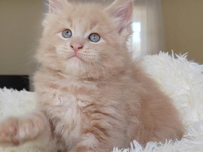 Котик мейн-кун полидакт 7766 кремовый