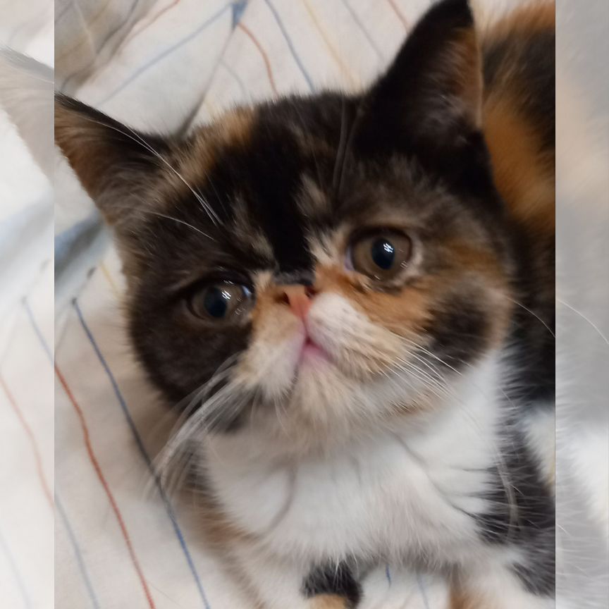 Экзотический короткошёрстный котёнок