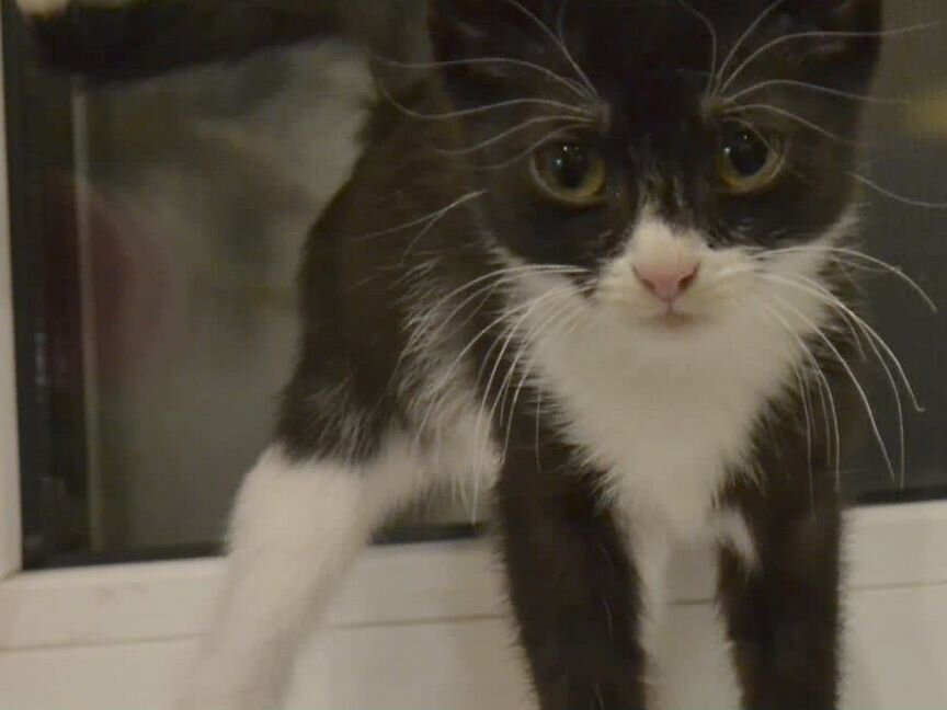 Кошечка 2 месяца