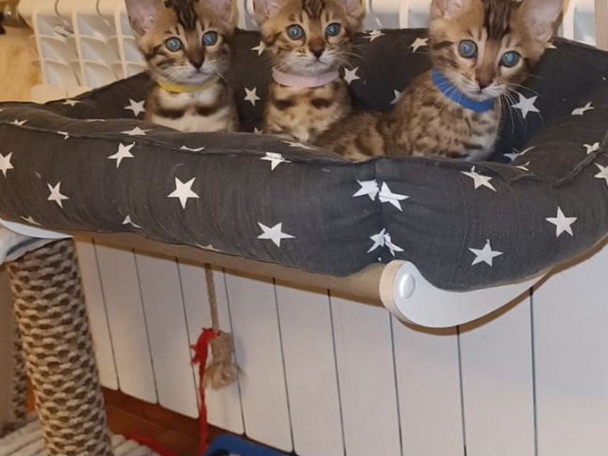 Бенгальские котята
