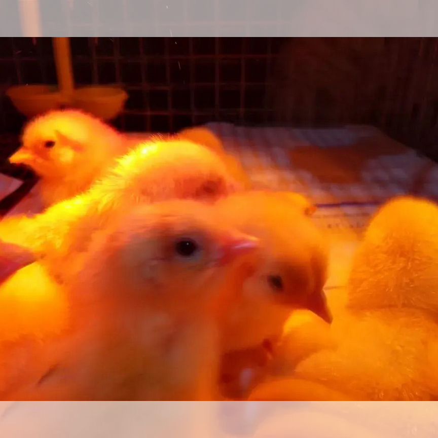 Цыплята бройлеры