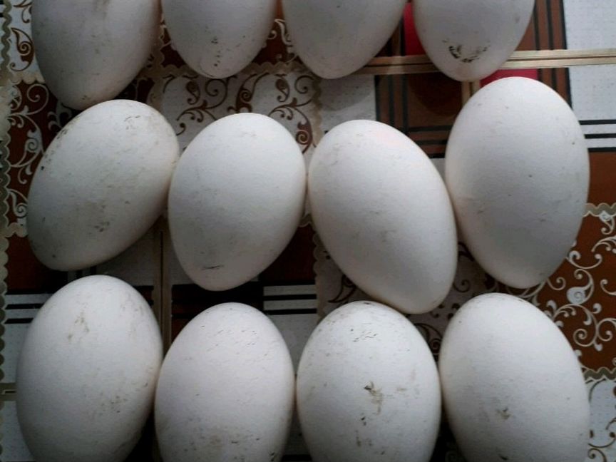 Инкубационное гусиное яйцо