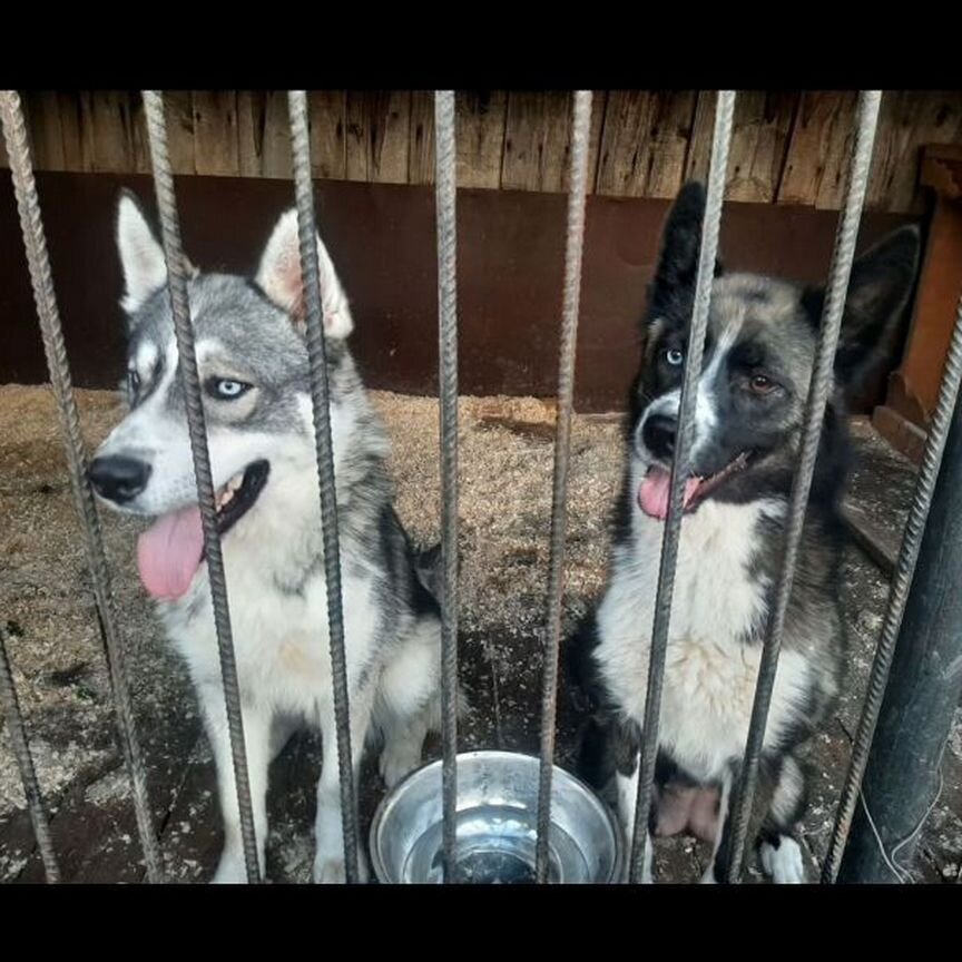 Взрослая собака в добрые руки