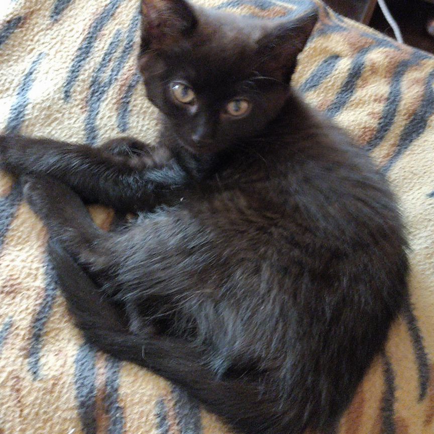 Сибирский котёнок