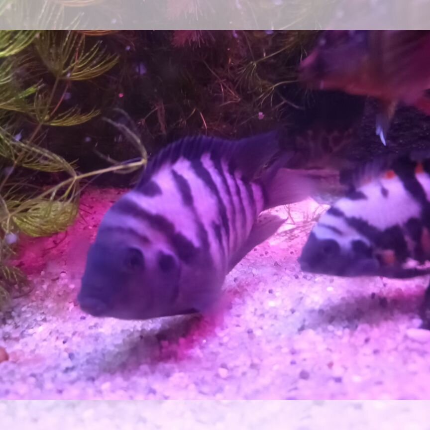 Аквариумные рыбки 8-9 см пара