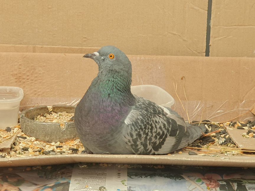 Отдам голубя в хорошие руки