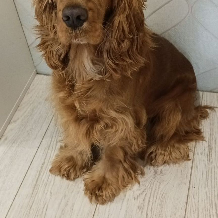 Вязка.Английская кокер спаниель Ищем кавалера