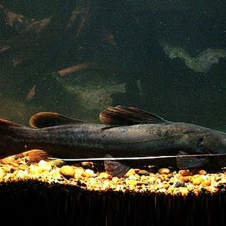 Сом Hemibagrus wyckioides