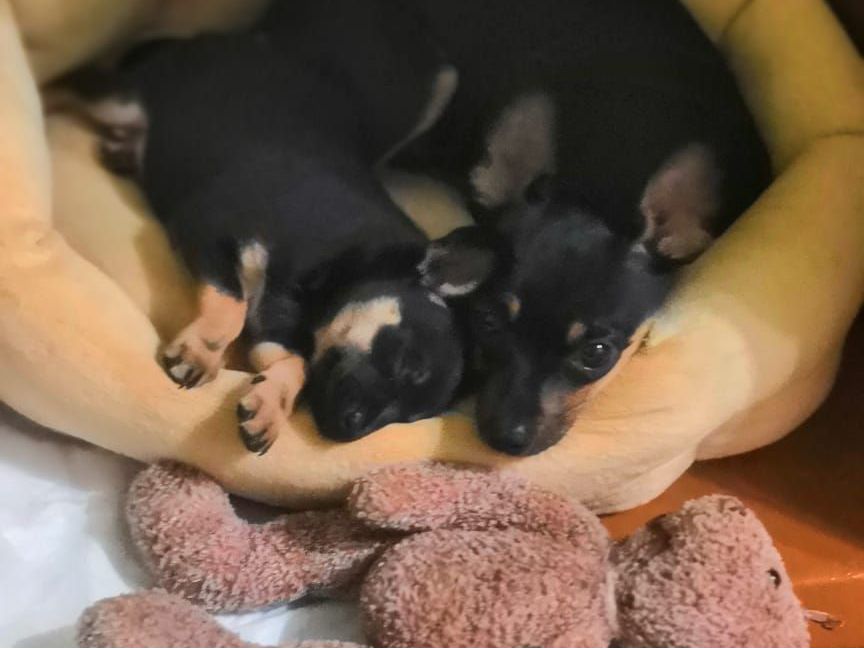 Домашние животные собаки щенки