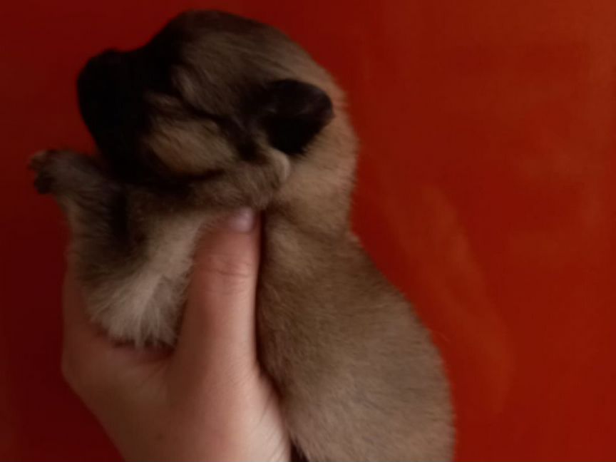 Малый немецкий шпиц щенки(резерв+продажа)