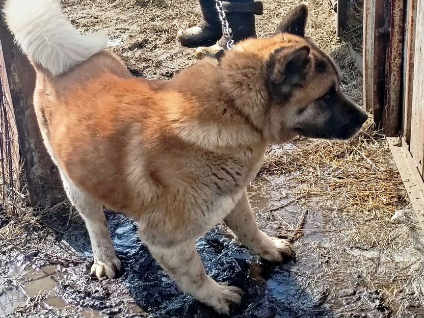 Кабель на случку