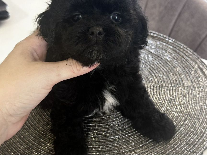 Черные тедди мальтипу китай