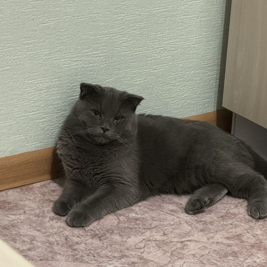 Шотландский кот (скотиш фолд)