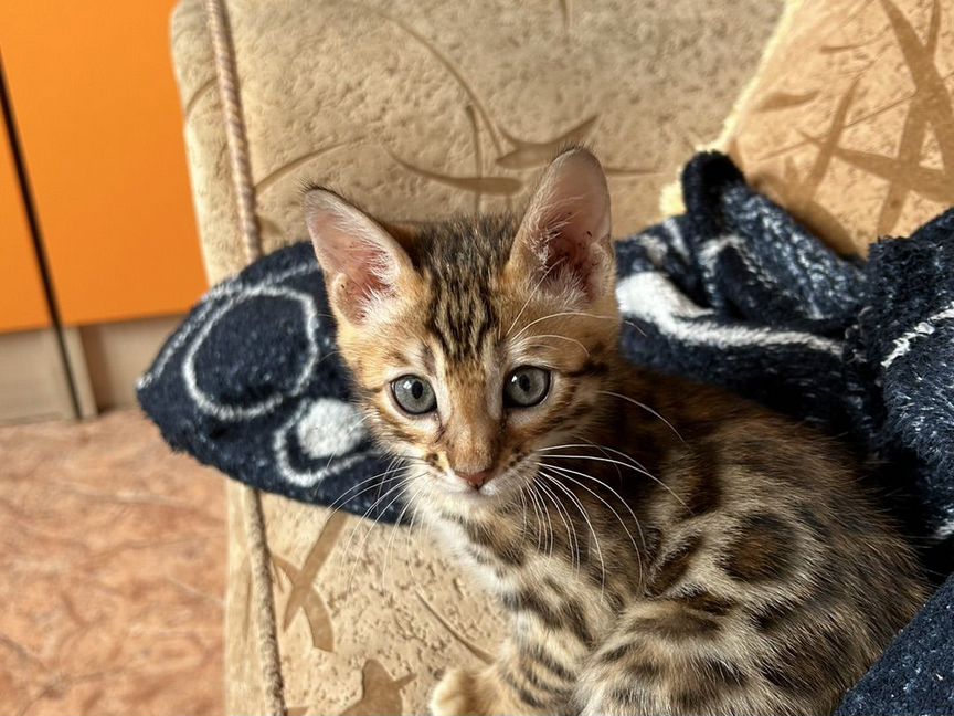 Бенгальская