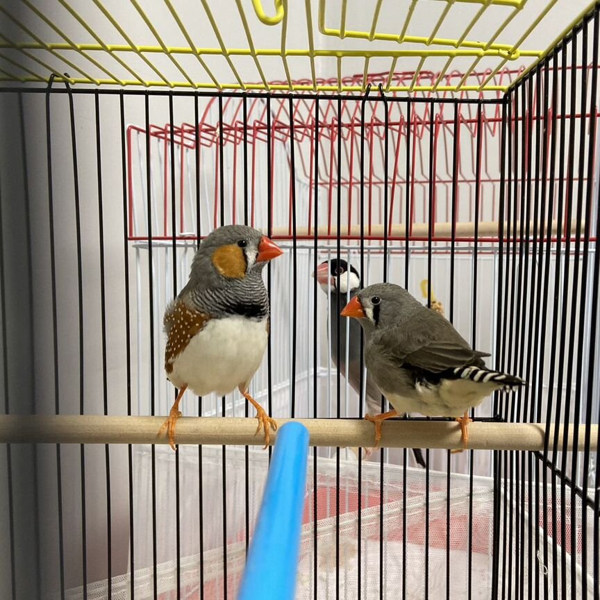 Зебровые амадины