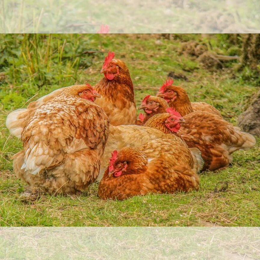 Несушка доставка молодка