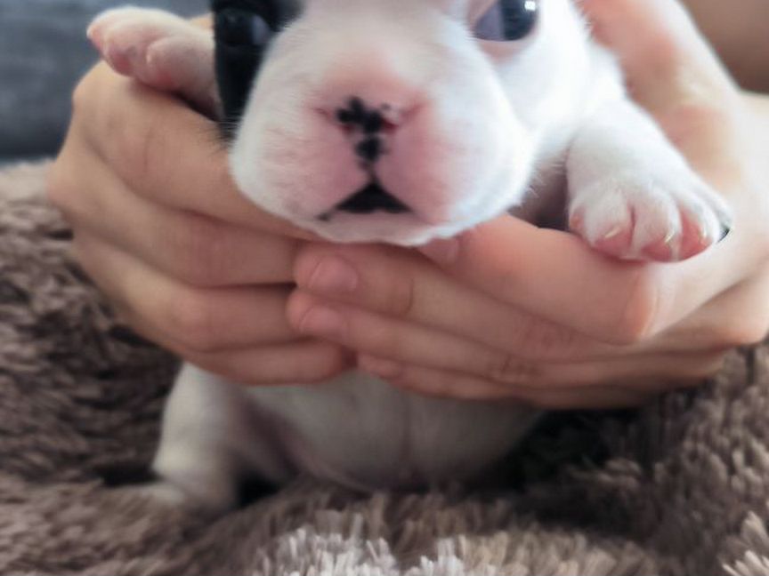 Щенки французского бульдога