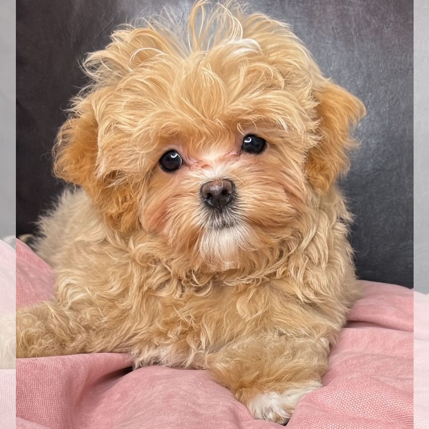 Мальтипу, щенок