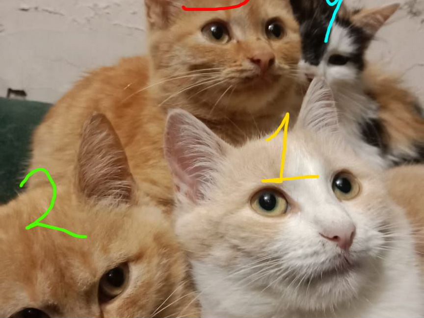 Двухмесячный котёнок, есть видео,и добрый поступок