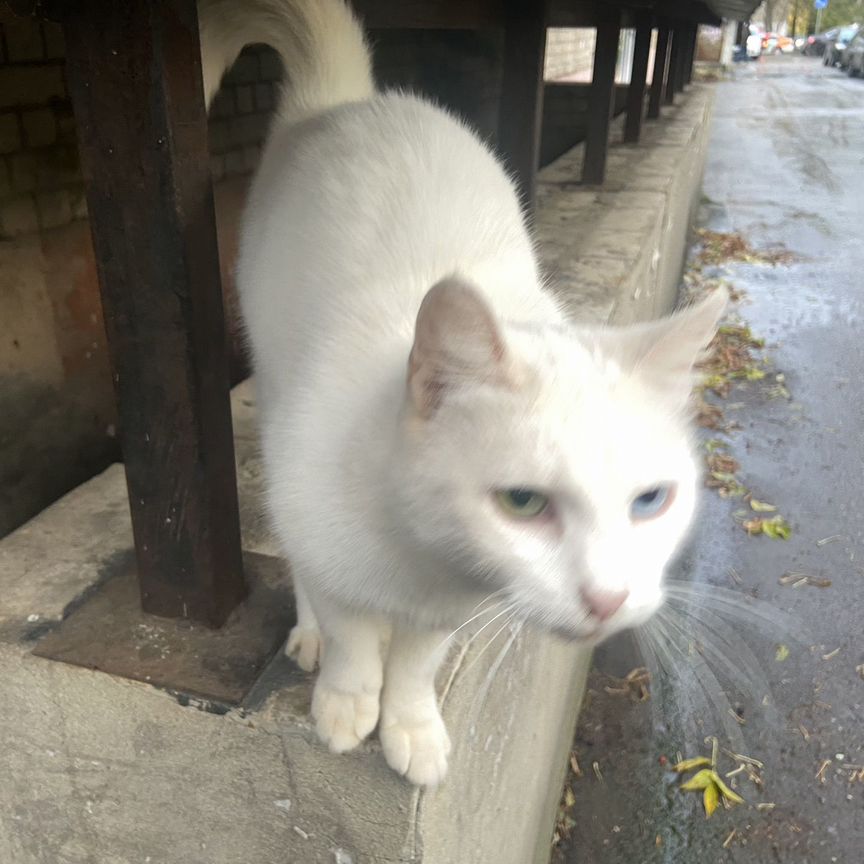 Кошка породистая