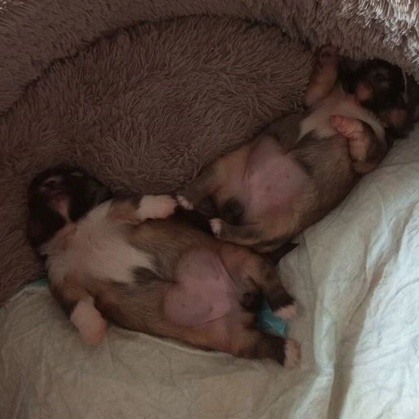 Пекинес, щенок