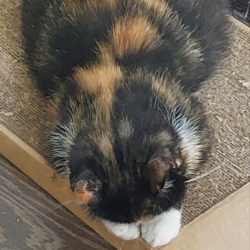 Кошка подкидыш