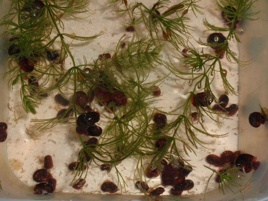 Улитки аквариумные