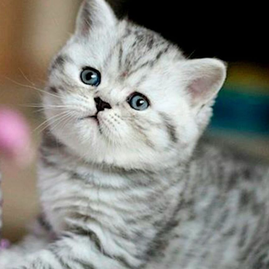 Плюшки окрас Вискас