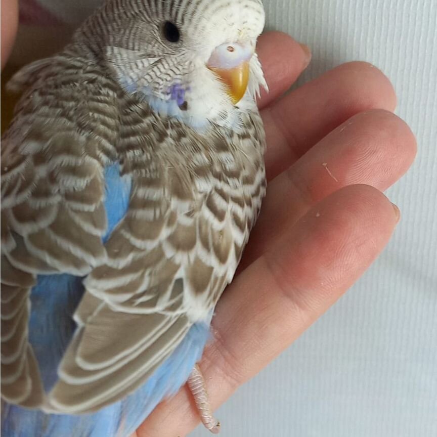 Птенцы волнистый попугай