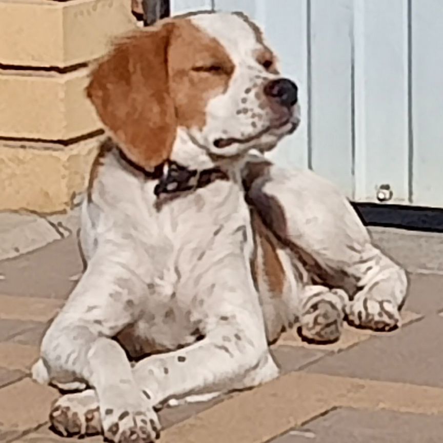 Бретонский эпаньоль щенки