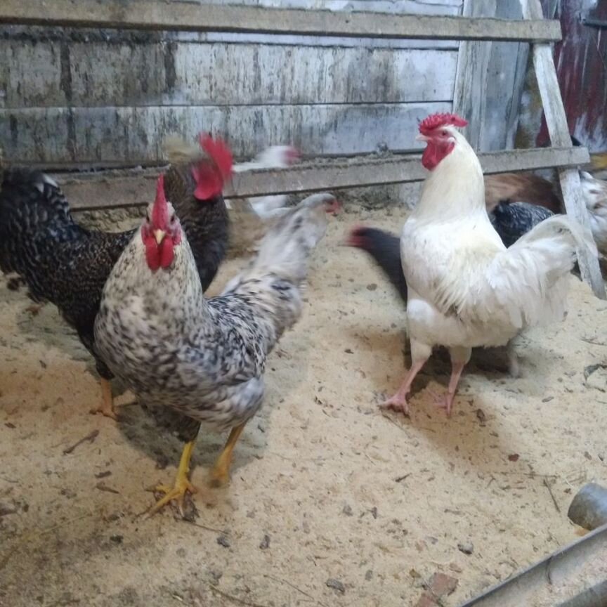 Куры домашние